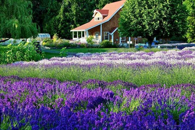 purple haze organic lavender farm