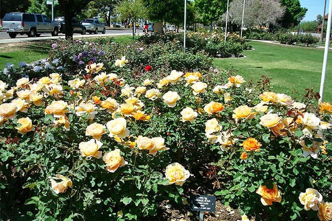 rose garden at mesa community college