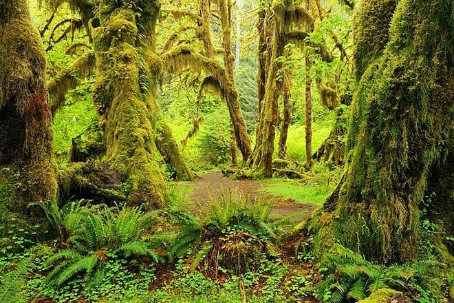 the hoh rain forest