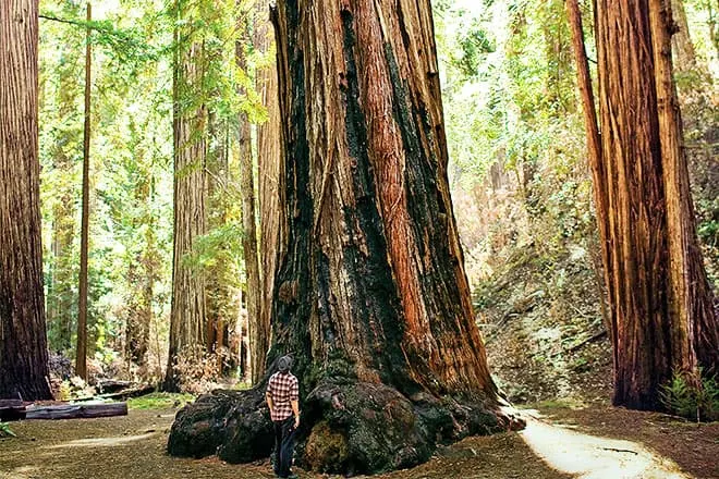 the mendocino tree
