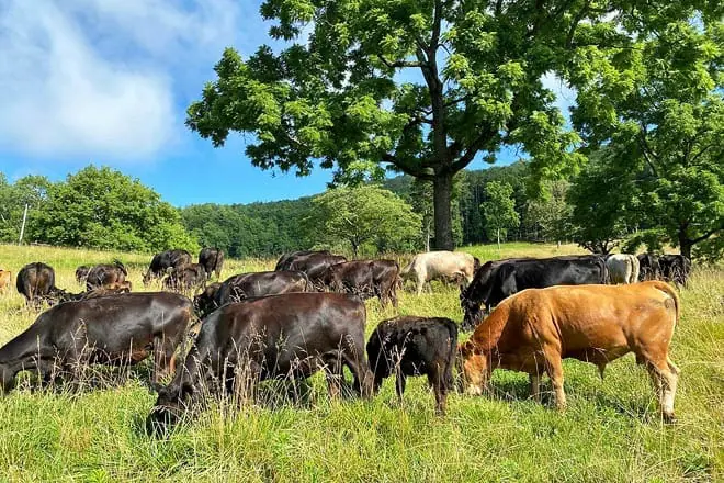 walnut hollow ranch