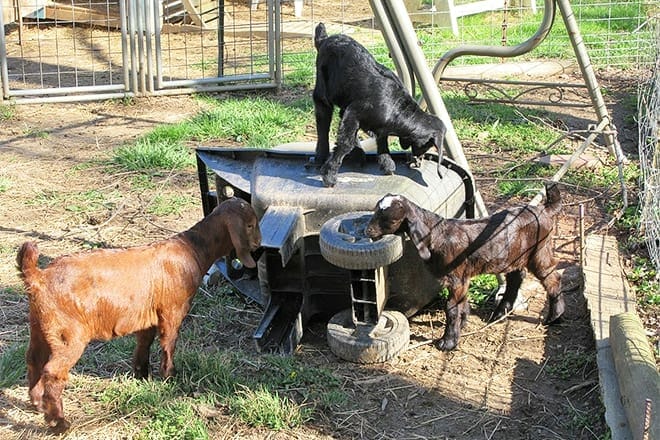 ye olde goat farm