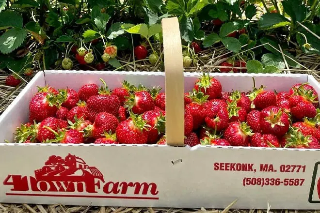 4 town farm