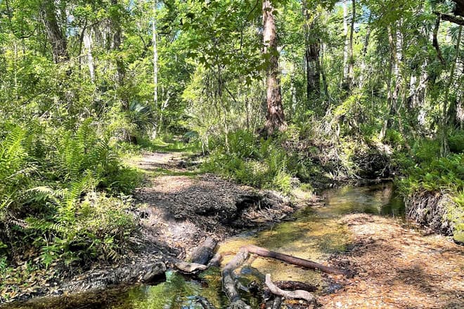 Balm-Boyette Scrub & Triple Creek Nature Preserves