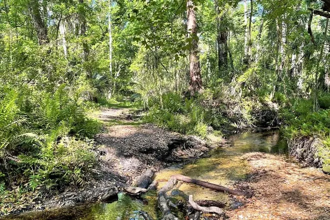 Balm-Boyette Scrub & Triple Creek Nature Preserves