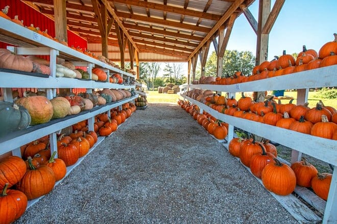 dunlap pumpkin farm