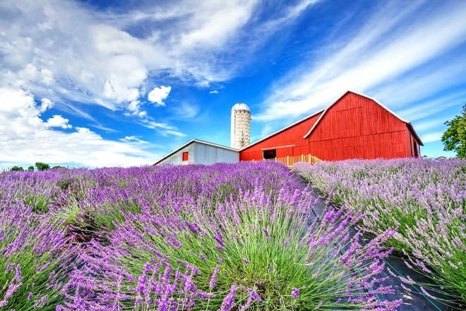 lavender hill farm