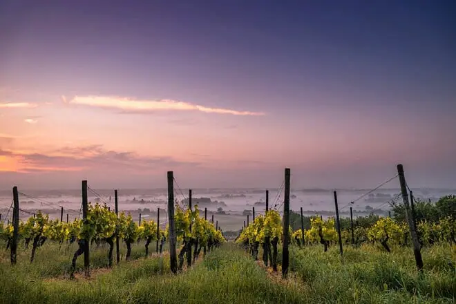 little vine vineyards and winery