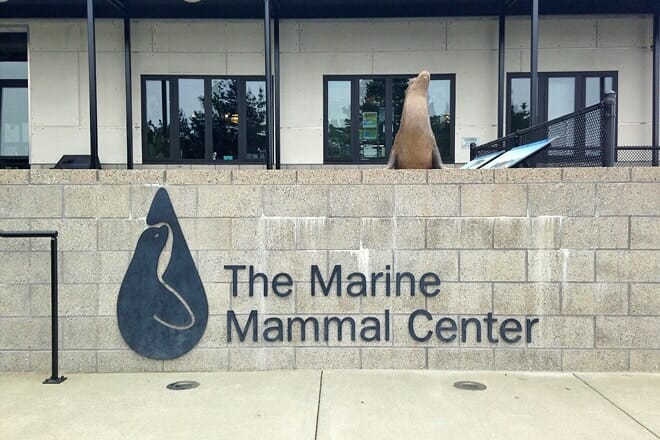 marine mammal center