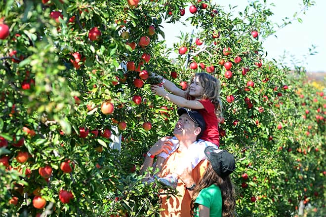 ontario orchards