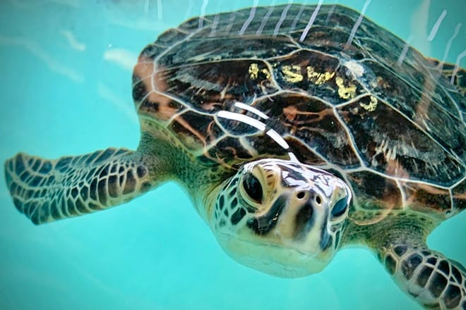 sea turtle, inc.