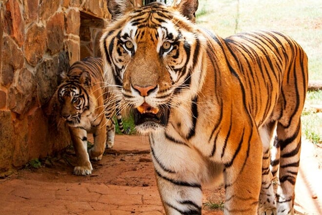 tiger creek wildlife refuge