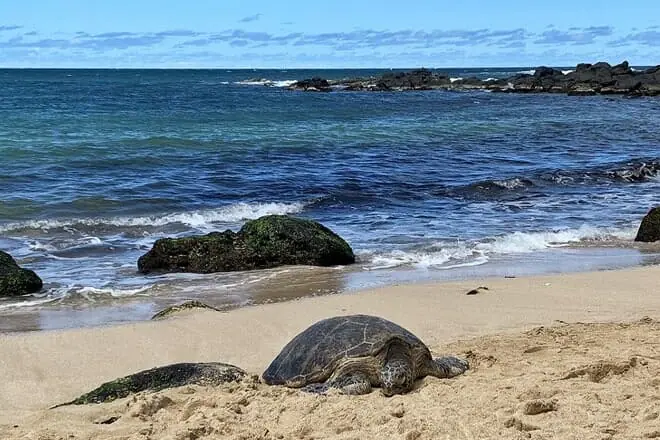 turtle beach