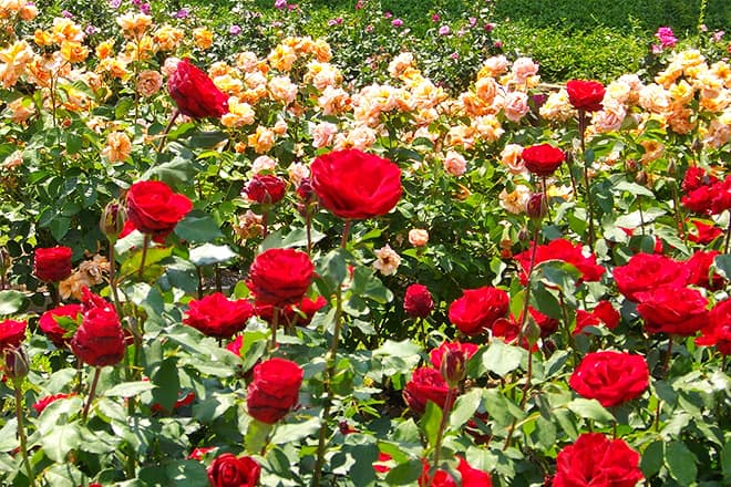 tyler rose garden