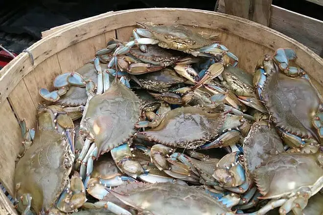 crab shack