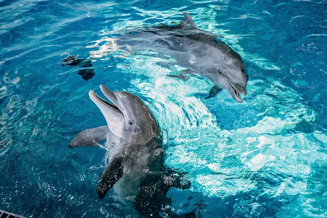 clearwater marine aquarium, clearwater
