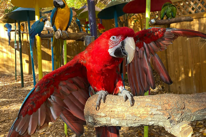 parrot mountain and gardens