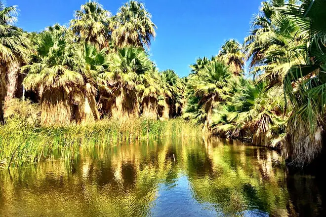 Coachella Valley Preserve
