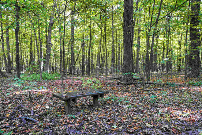 Fall Lindenwood Nature Preserve