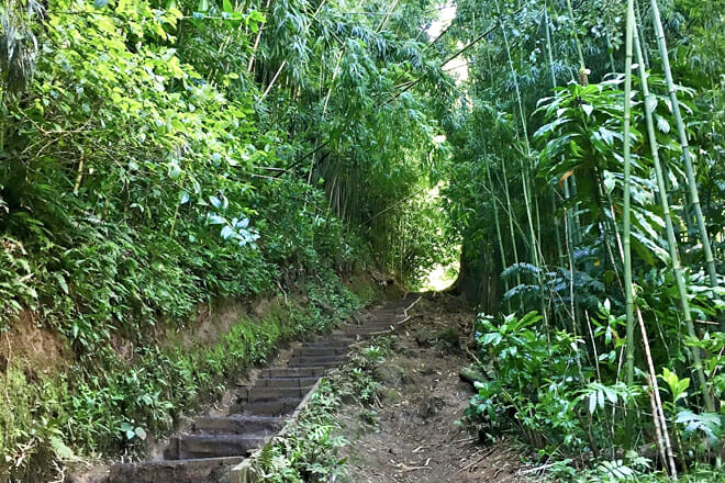 Mānoa Falls Trail