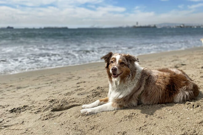 Rosie’s Dog Beach