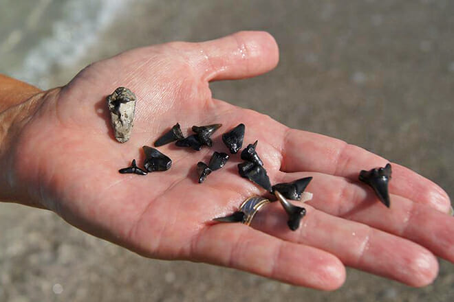 Search for Shark’s Teeth in Venice