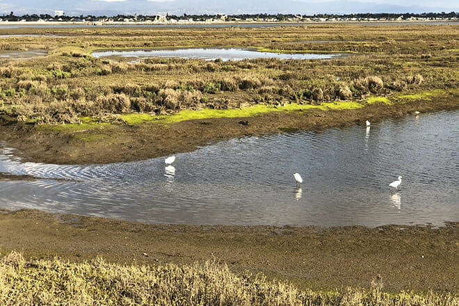 Bolsa Chica Wetlands