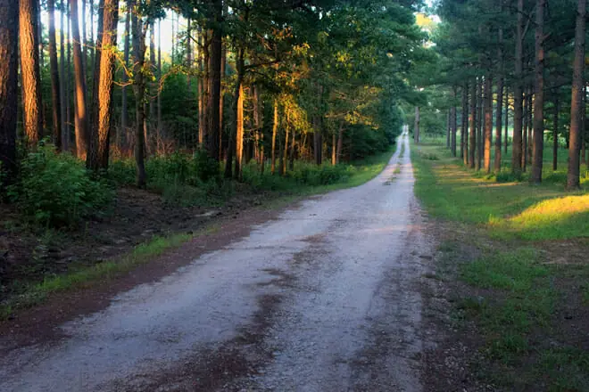 Carl Alwin Schenck Memorial Forest