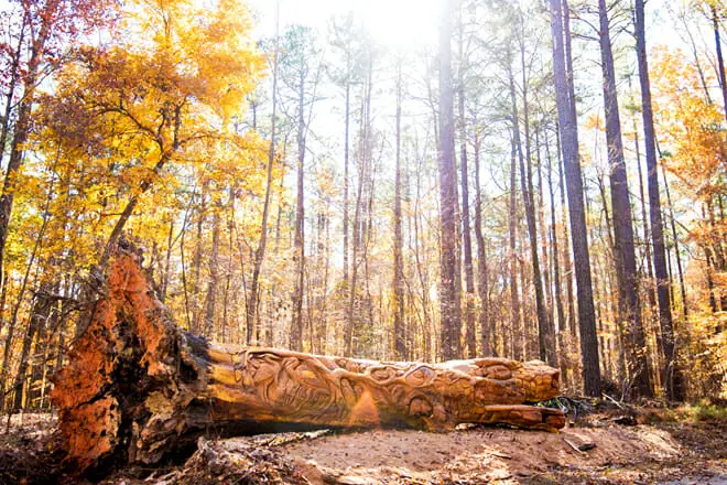 Chainsaw Art Tree Carving