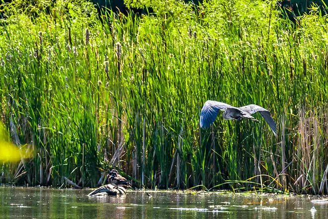 Heron Haven