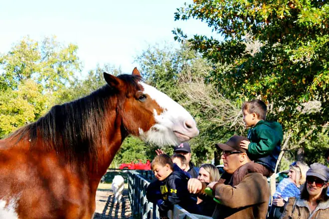 lawton stables petting zoo