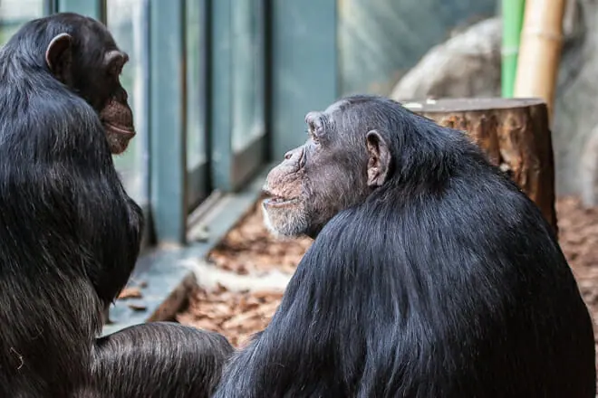 Lincoln Park Zoo