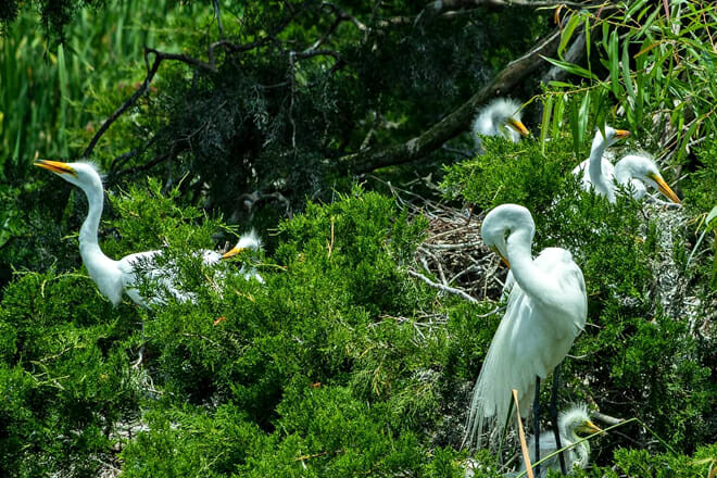 pinckney island national wildlife refuge