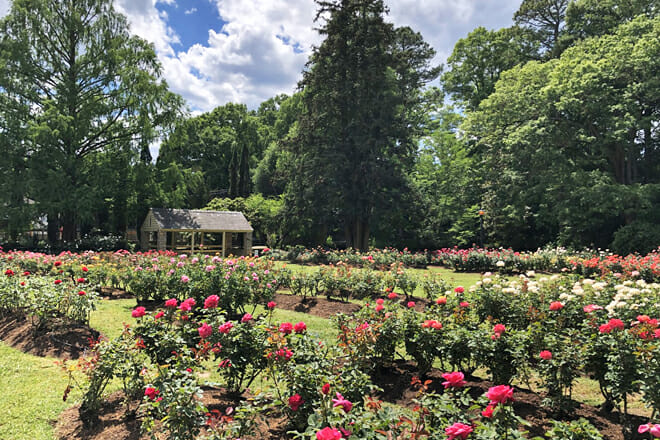 Raleigh Rose Garden