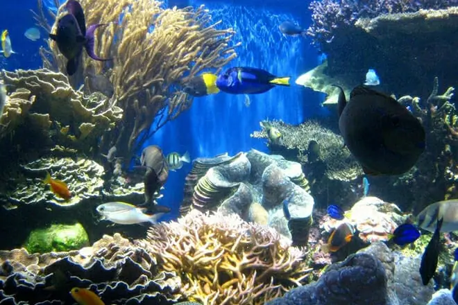 Reef Exploration at Night