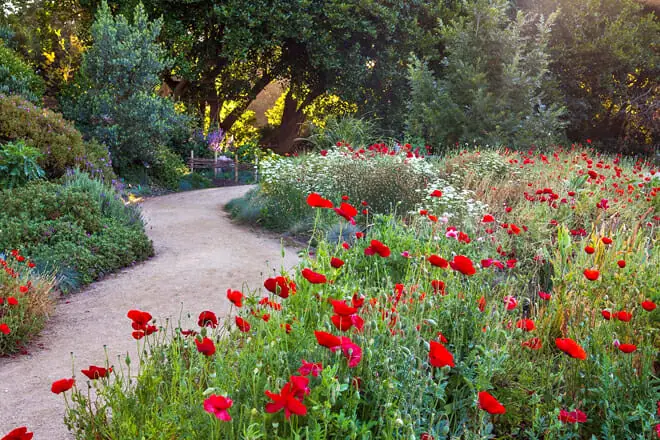 San Francisco Botanical Garden