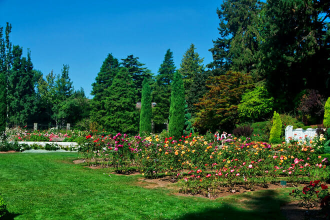 Seattle Rose Garden