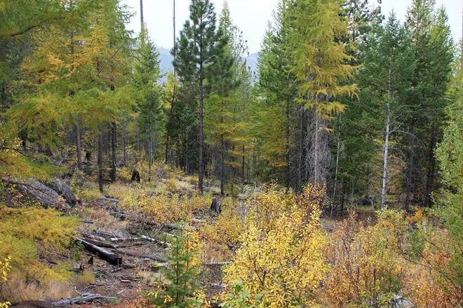 Colville National Forest