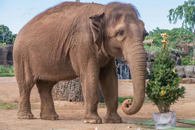 Honolulu Zoo