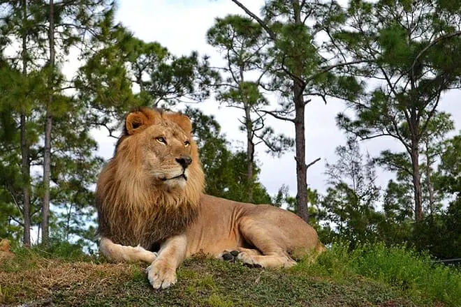 Lion Country Safari