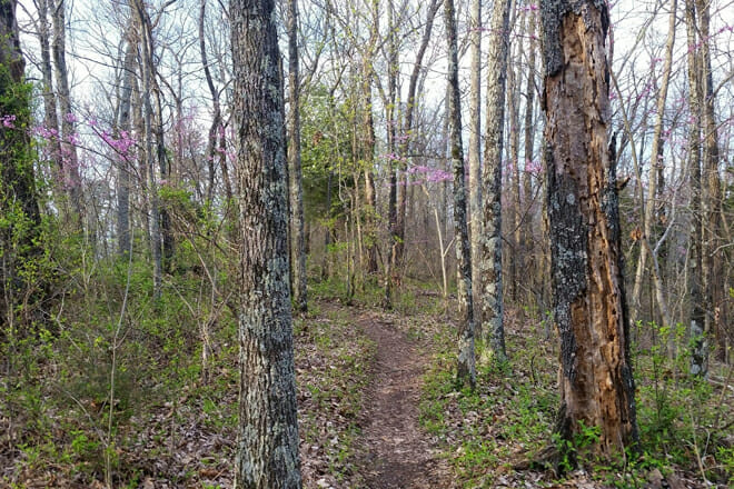 White Oak Mountain (Biology Trail)