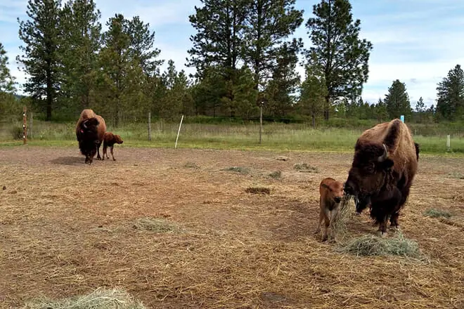 Win-Tur Bison Farm