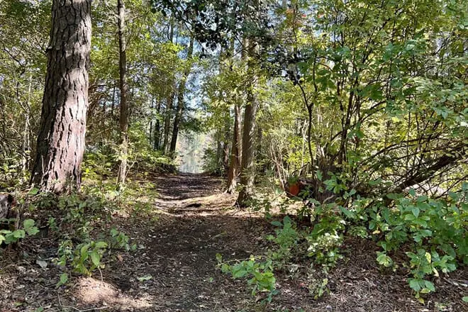 Belleplain State Forest