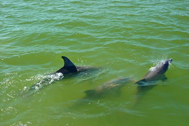 Encounters with Dolphins