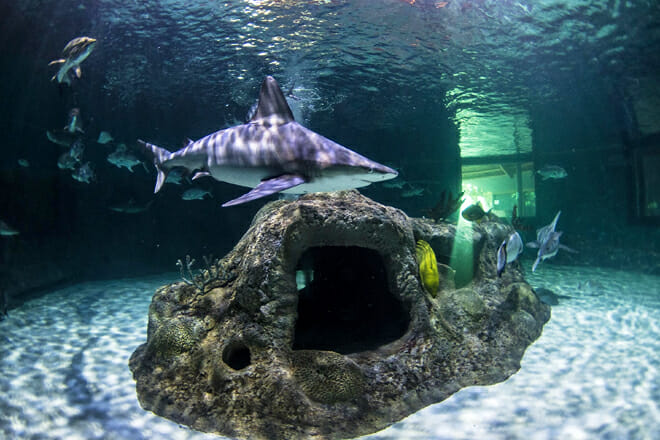Florida Keys Aquarium Encounters — Marathon