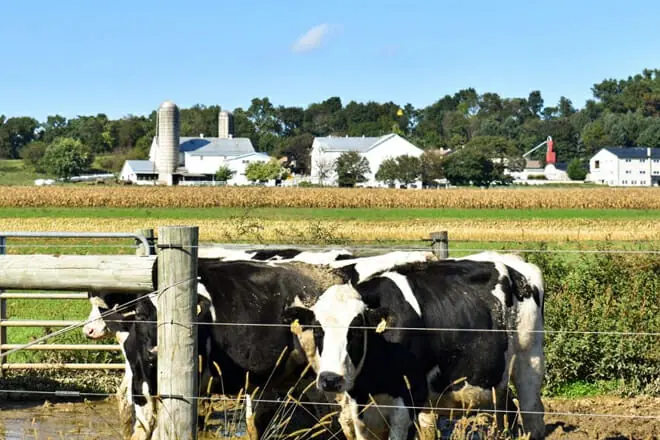 Lapp Valley Farm