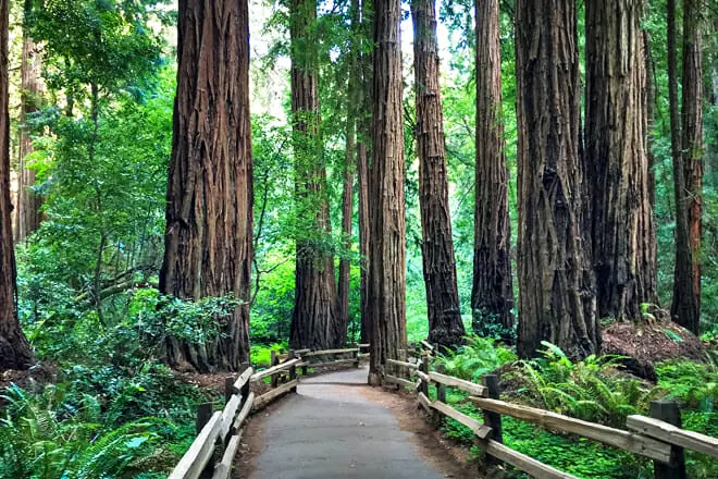 Muir Woods