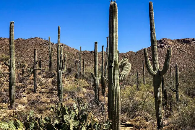 Saguaro National Park