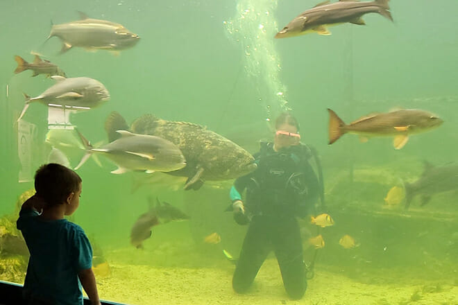Tarpon Springs Aquarium and Animal Sanctuary — Tarpon Springs