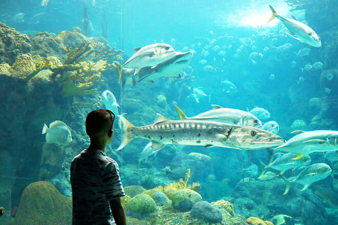 The Florida Aquarium — Tampa